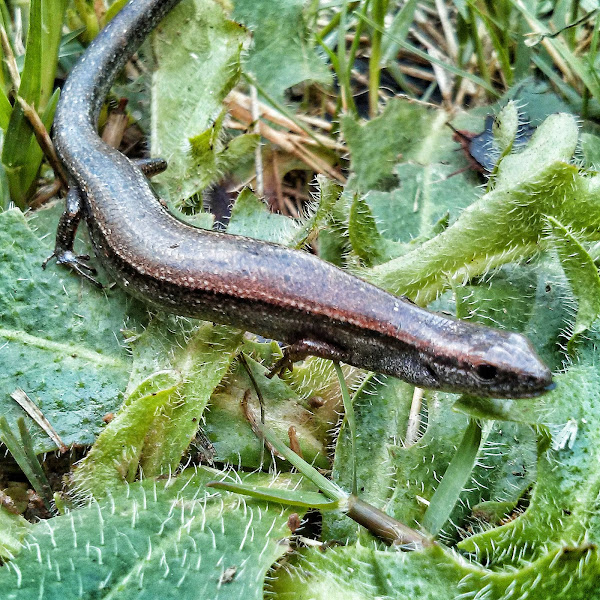 Ground Skink | Project Noah