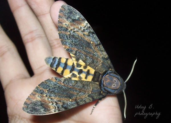 Death Head's hawk moth | Project Noah