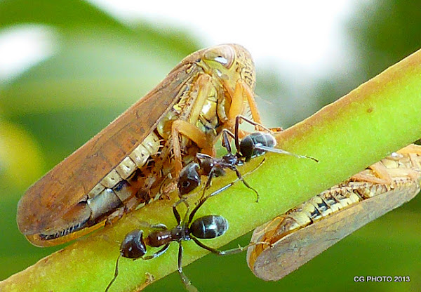 Brown Leafhopper | Project Noah