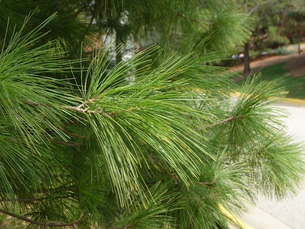 white pine | Project Noah