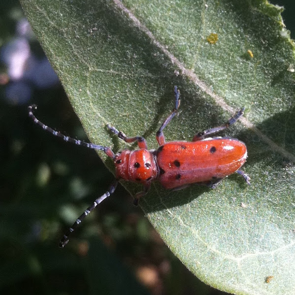 Red milkweed beetle | Project Noah