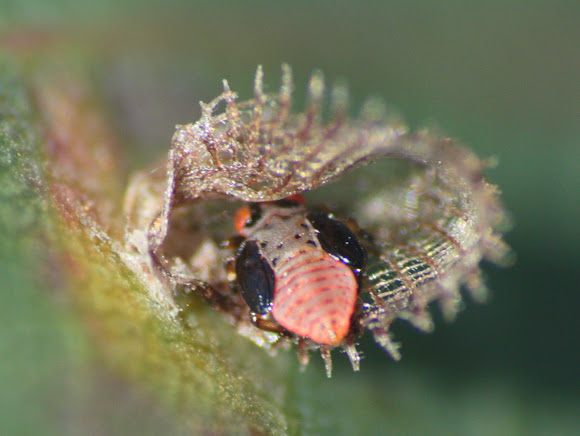 Basket lerp | Project Noah