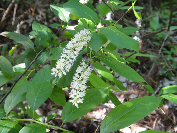 Virginia willow | Project Noah