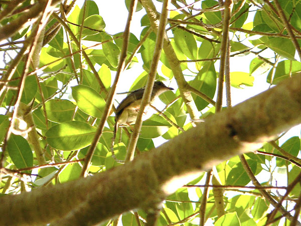 Sulphur-Bellied Bulbul | Project Noah
