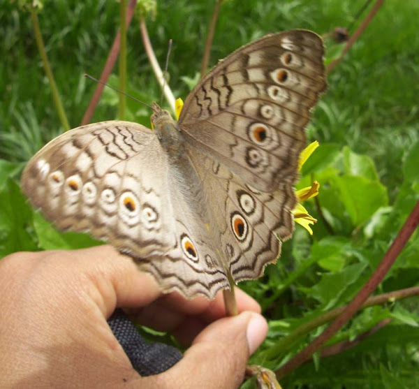 Grey pansy | Project Noah