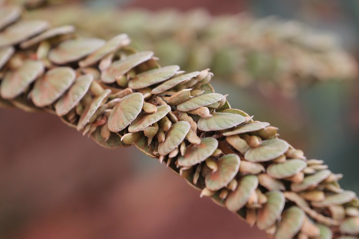 Phyllodium Longipes | Project Noah