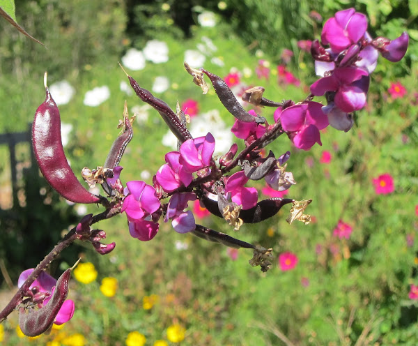 Hyacinth Beans and Flowers | Project Noah