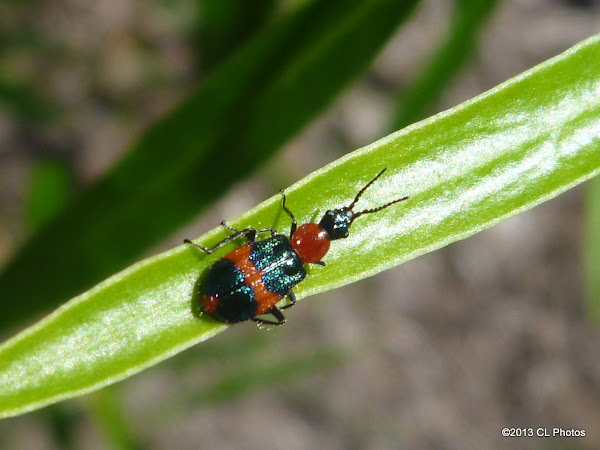 Pollen Beetle | Project Noah