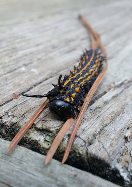 Orange-tipped Oakworm | Project Noah