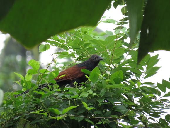 Philippine Coucal | Project Noah