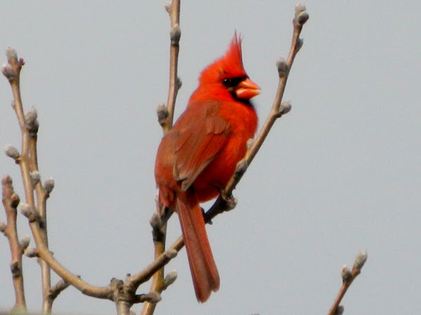 Cardinal | Project Noah