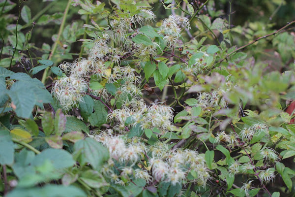 Devil's Darning Needles | Project Noah