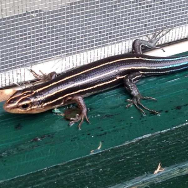 Blue-tailed racer lizard (Five lined skink) | Project Noah