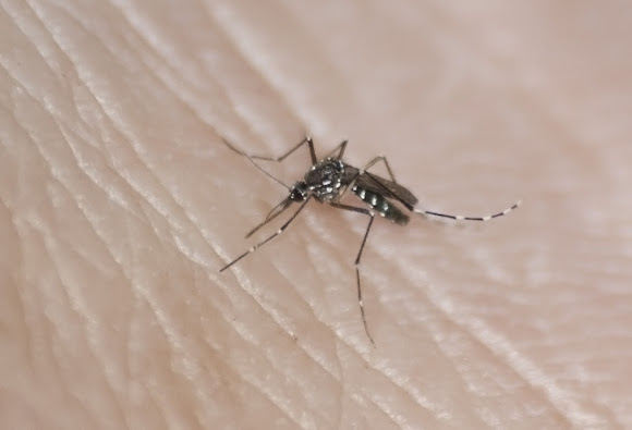 Aedes albopictus | Project Noah