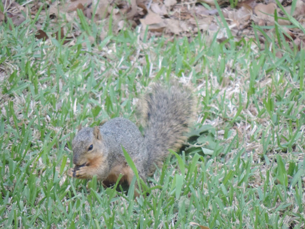 Fox Squirrel | Project Noah