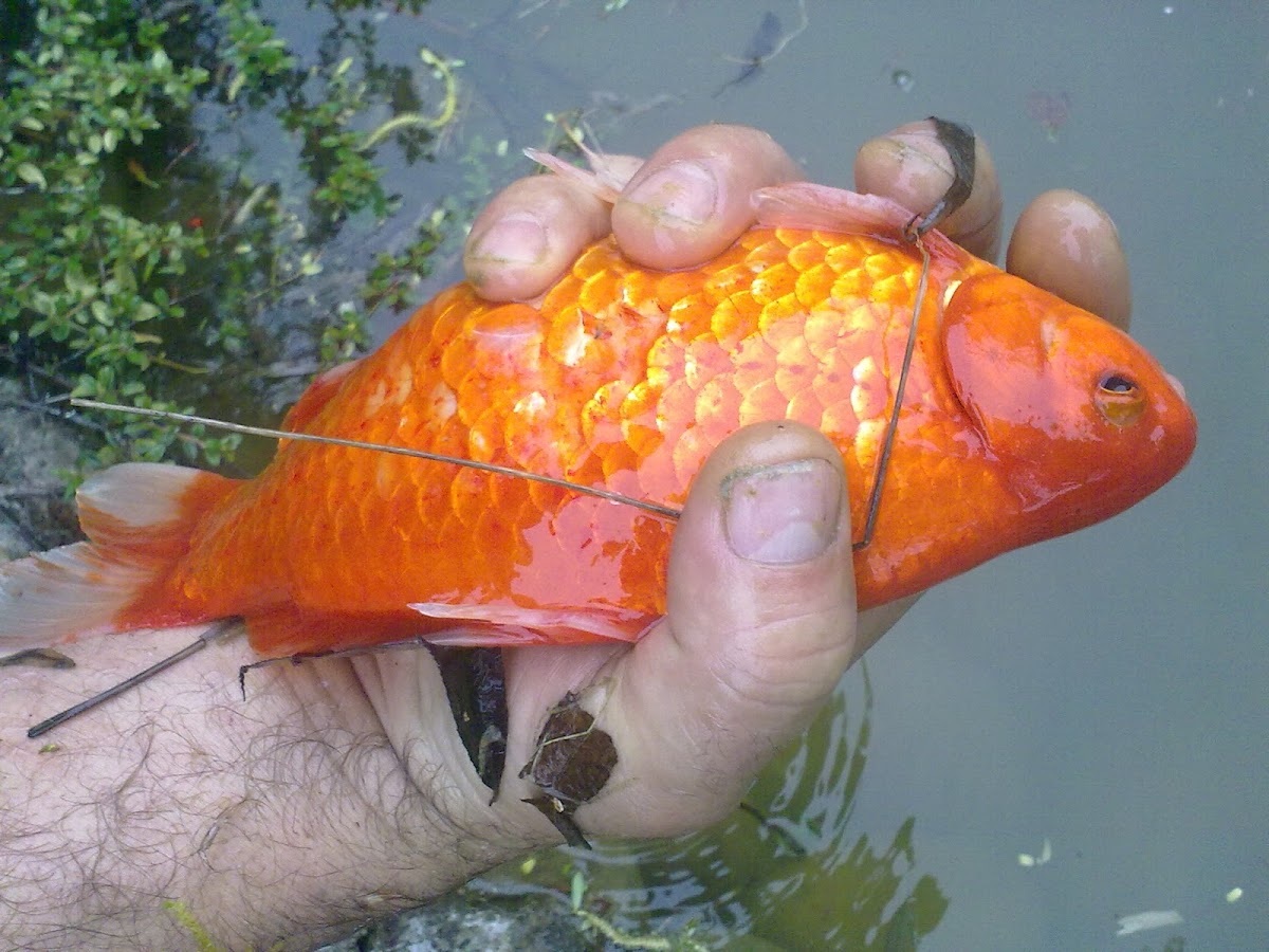 Red carp | Project Noah