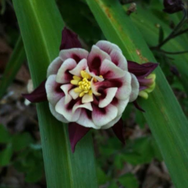 European Columbine | Project Noah