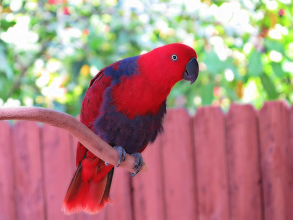 Eclectus female | Project Noah