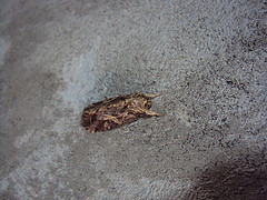 Miller/Moth | Project Noah