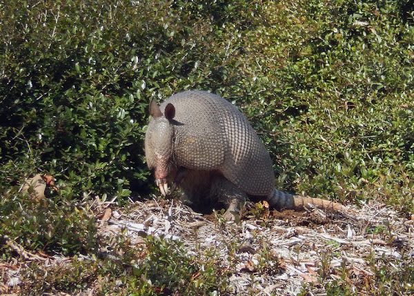 Nine-Banded Armadillo | Project Noah