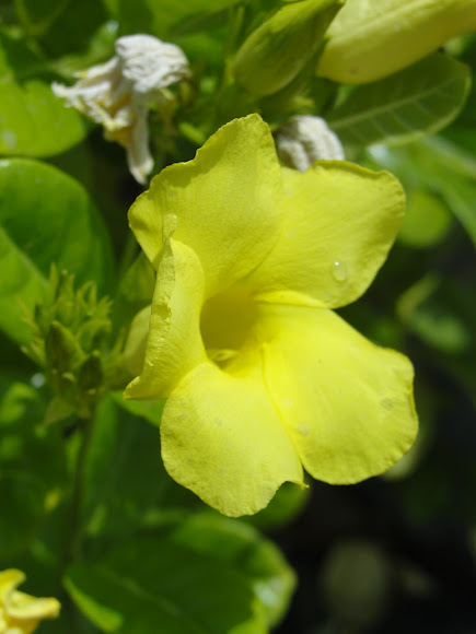Wild Allamanda / Yellow Mandevilla | Project Noah