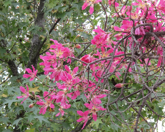 Silk Floss Tree | Project Noah