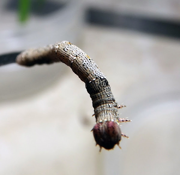 Sinister Moth Looper | Project Noah