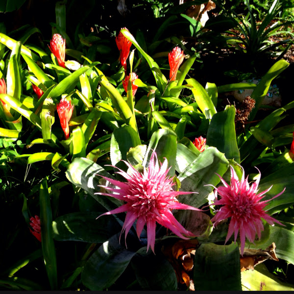 Bromeliads | Project Noah