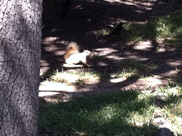 Leucistic Squirrel | Project Noah