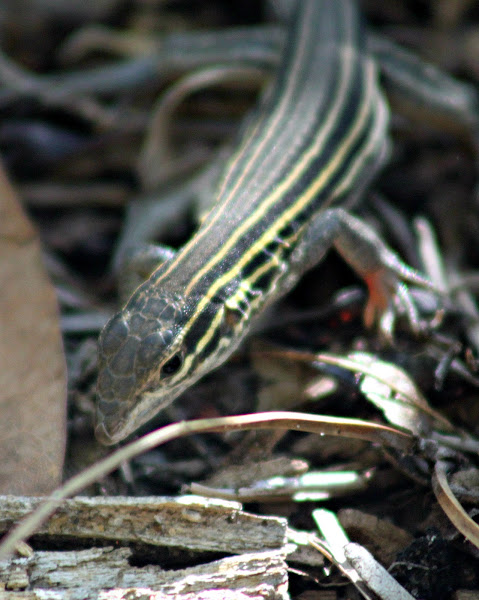 Six-lined Racerunner | Project Noah