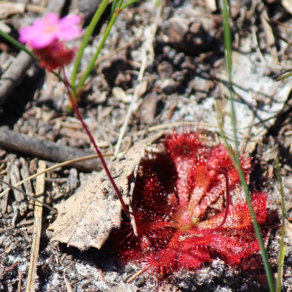 Spoon-leaf sundew | Project Noah