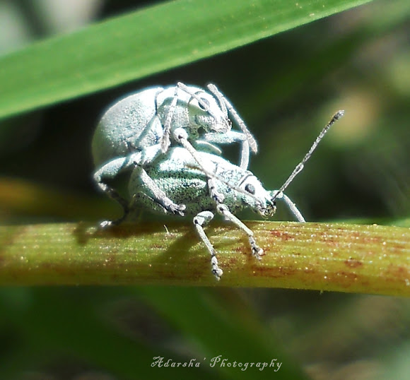 Asian Gray Weevil | Project Noah