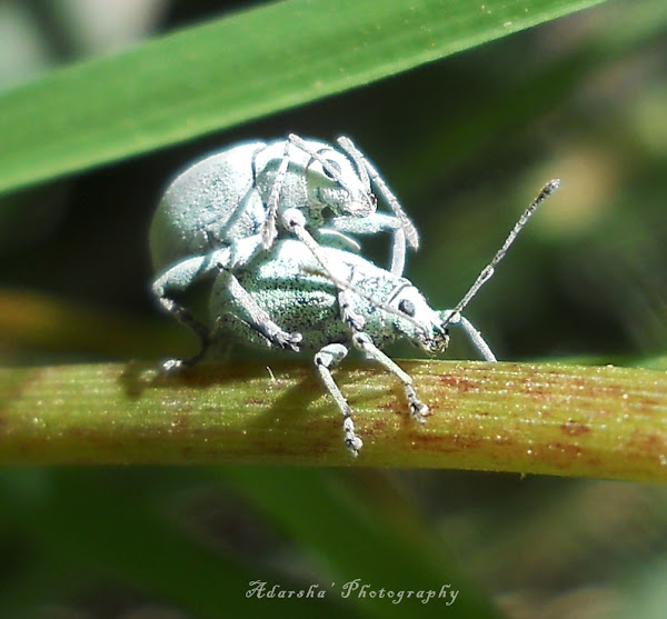 Asian Gray Weevil | Project Noah