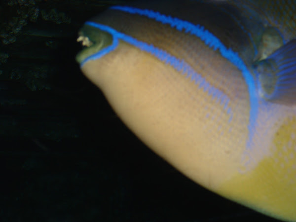 Queen Triggerfish | Project Noah