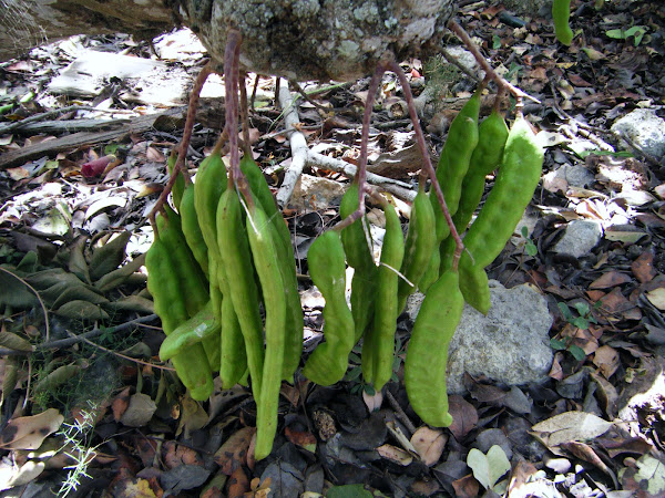 Carob | Project Noah