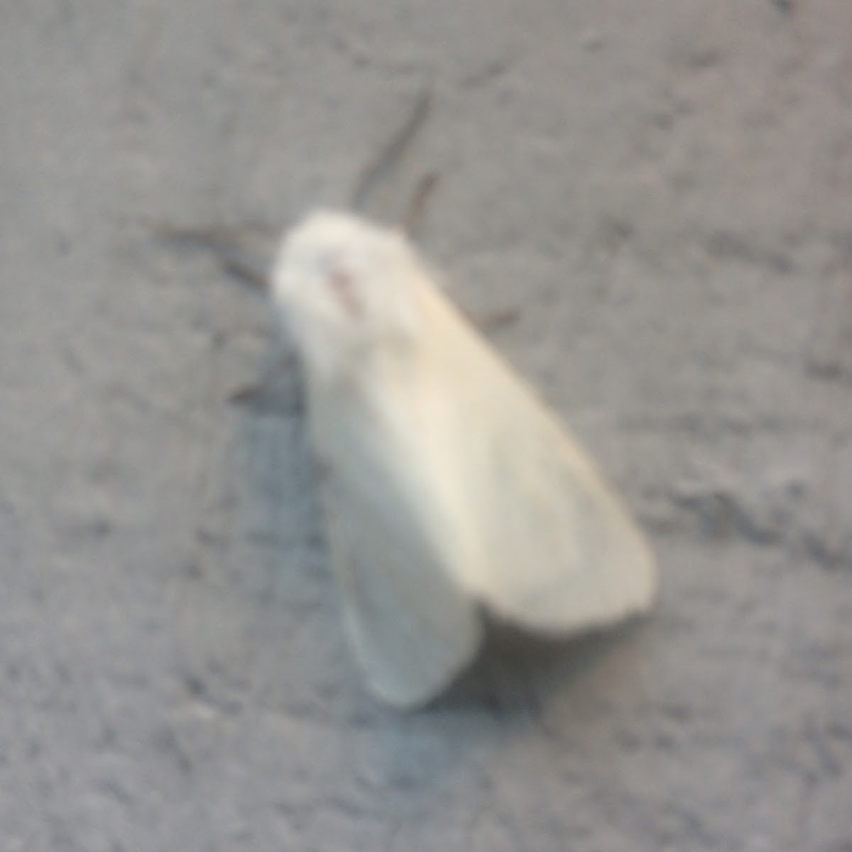 White Satin Moth | Project Noah