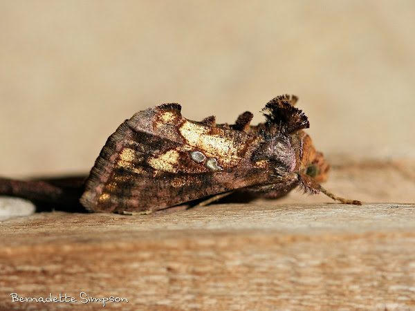 Tomato Looper Moth | Project Noah