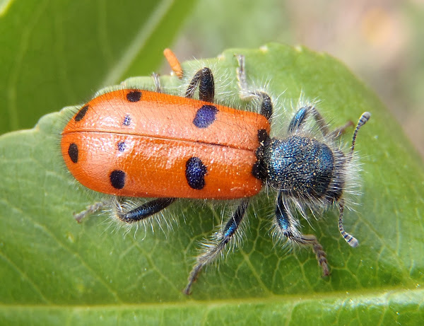 Checkered beetle | Project Noah
