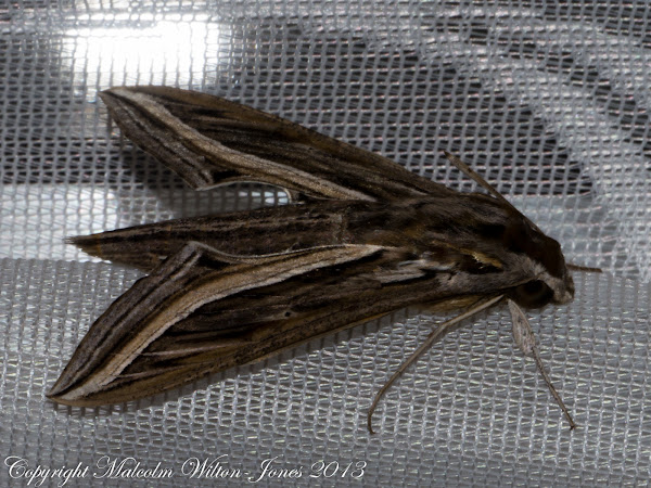 Silver-striped Hawk Moth | Project Noah