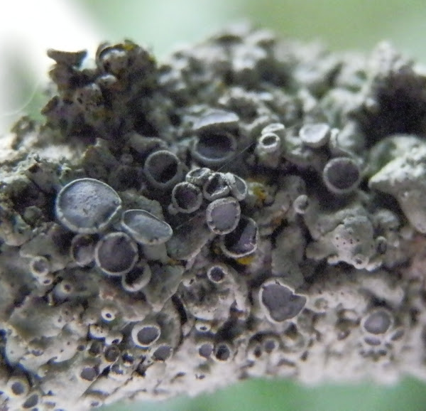 Lichen -2 | Project Noah