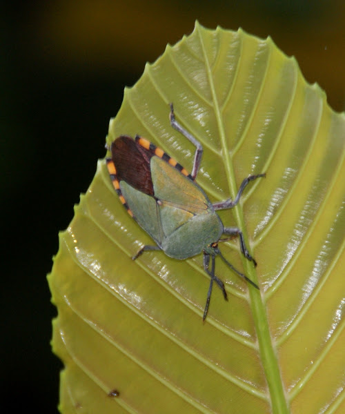 Giant Shield Bug | Project Noah