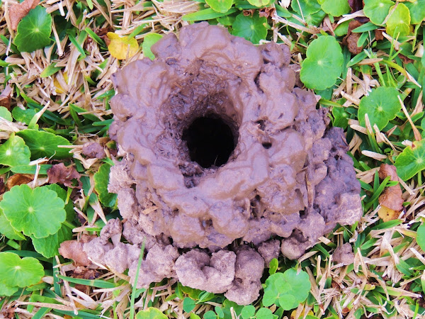 Crawdad hole | Project Noah