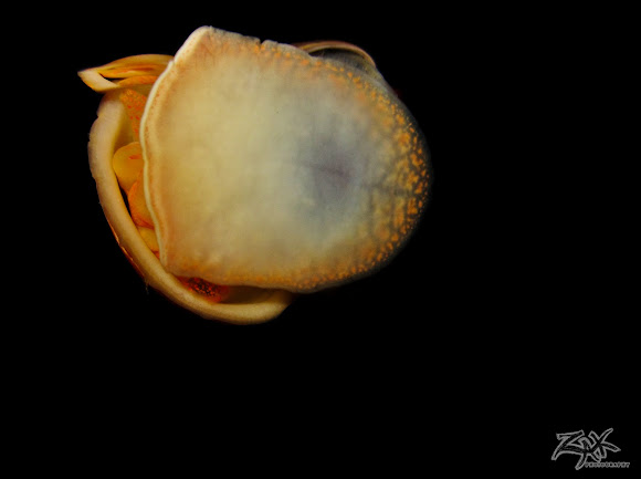 gold inca snail | Project Noah