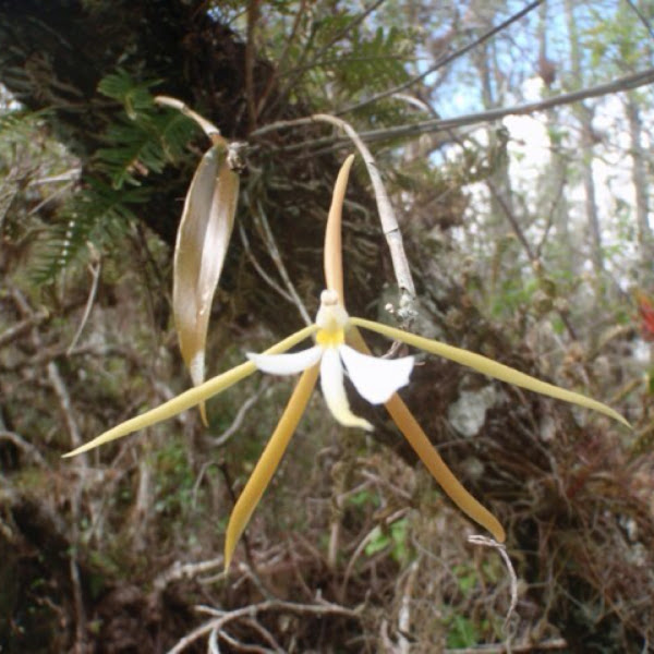 Night scented Orchid | Project Noah