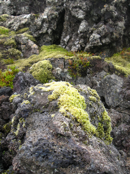 Woolly Fringe-moss | Project Noah