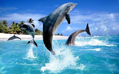 Delfines en HD - Imagui