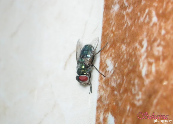 Blue fly | Project Noah