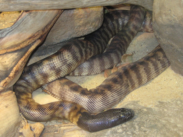 Black-Headed Python | Project Noah
