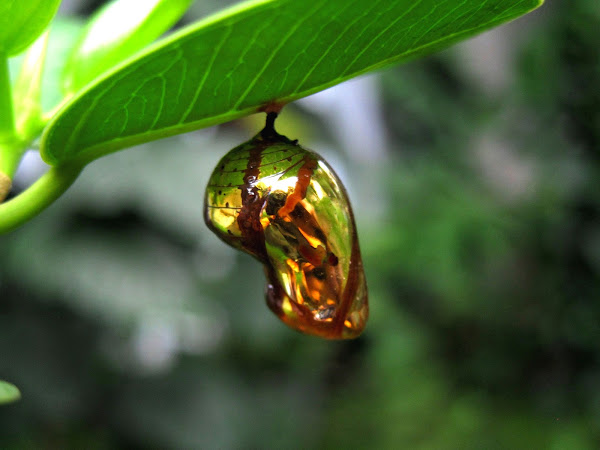 Striped Blue Crow Pupa | Project Noah