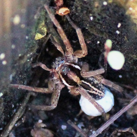 Wolf Spider | Project Noah